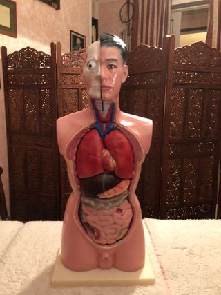 Manichino per anatomia. Torso maschile cm 85