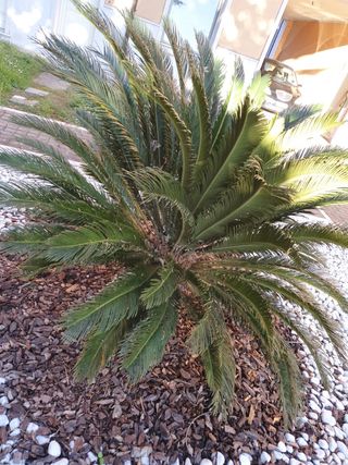 pianta grassa