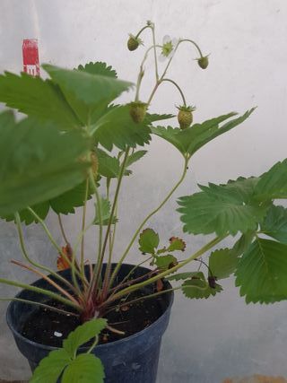 fragoline di bosco