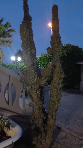 pianta grassa
