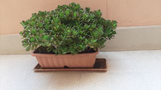 pianta grassa