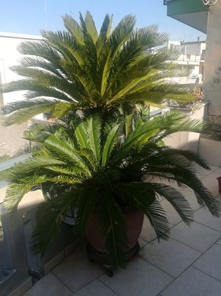 cycas