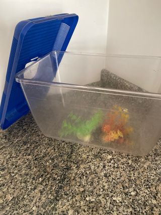 Vaschetta per i pesci 