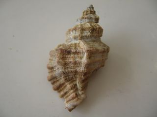 Ocenebra erinacea. Muricidae. Molusco marino de segunda mano por 3 EUR ...