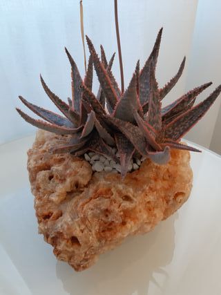 pianta in roccia