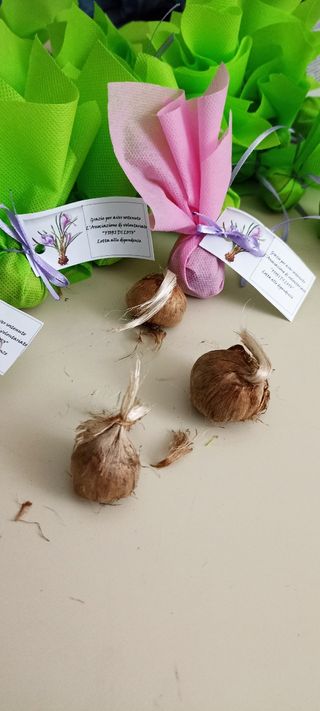 BULBI DI ZAFFERANO 