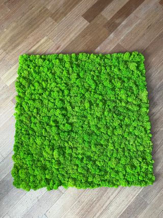 Parete muschio per casa