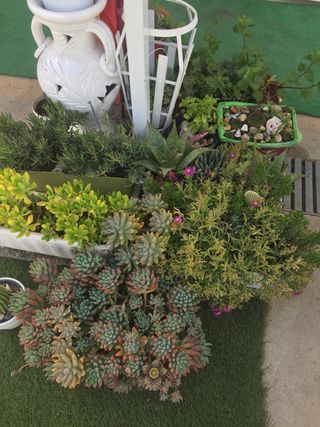Piante grasse varie