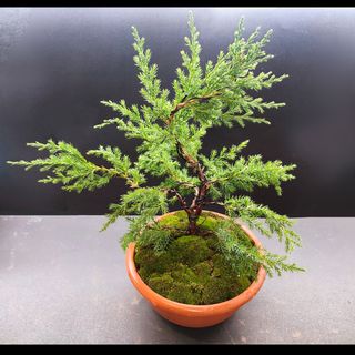 Ginepro Cinese - Stricta.