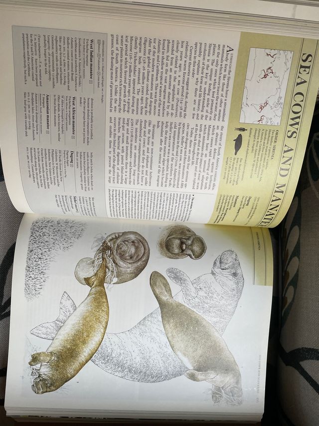 La enciclopedia de los Mamíferos , en inglés de segunda mano por 7 EUR ... La enciclopedia de los Mamíferos , en inglés de segunda mano por 7 EUR ...