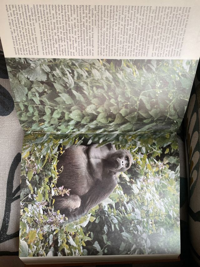 La enciclopedia de los Mamíferos , en inglés de segunda mano por 7 EUR ... La enciclopedia de los Mamíferos , en inglés de segunda mano por 7 EUR ...