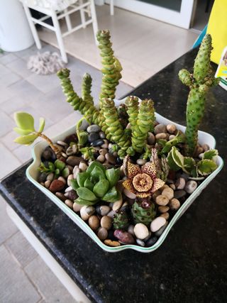 piante grasse in vaso di vera porcellana