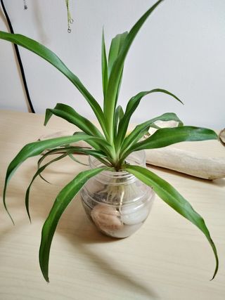 Falangio o pianta verde