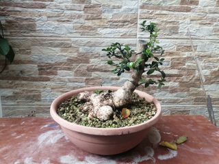 prebonsai olivastro