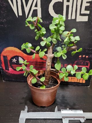 portulacaria afra 