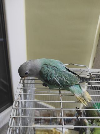 gabbia per pappagalli 