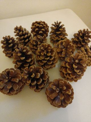 stock 100 pigne per decorazioni