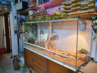 Teca Terrario Rettilario Paludario con Pogona 
