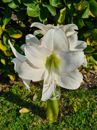 Hippeastrum/Amaryllis varietà PICOTEE 