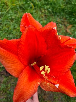 Hippeastrum/ Amaryllis Royal Red