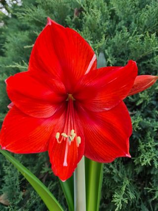 Bulbilli Hippeastrum/Amaryllis rosso 