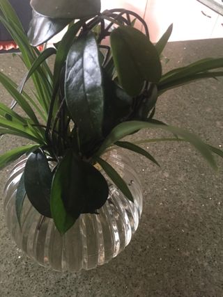 Portafiori o piante vere in acqua