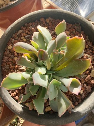 Echeveria pink trumpet piante grasse e succulente 