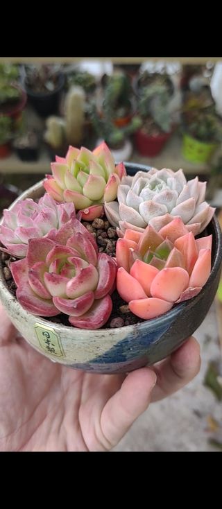 Echeveria mix piante grasse e succulente 