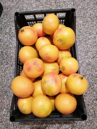 Pompelmo Rosa