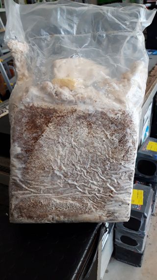 Pani funghi Cardoncelli 