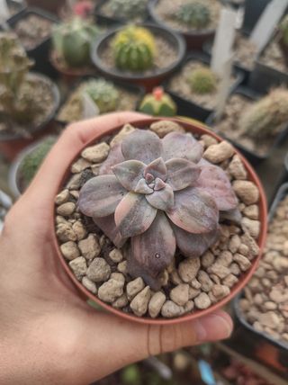 Graptopetalum superbum variegata piante grasse e s