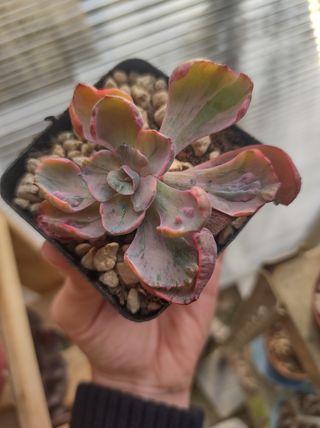 Echeveria Beyonce Rainbow piante grasse e succulen