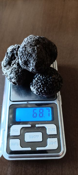tartufo fresco