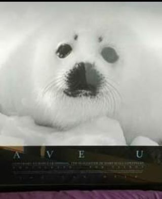 Quadro foca con vetro