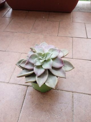 pianta grassa