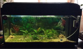 Acquario 80 litri 