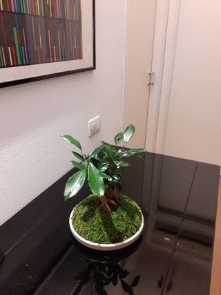 Bonsai Kokedama  Art