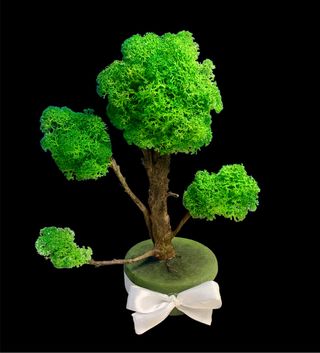 Bonsai lichene stabilizzato (muschio stabilizzato)