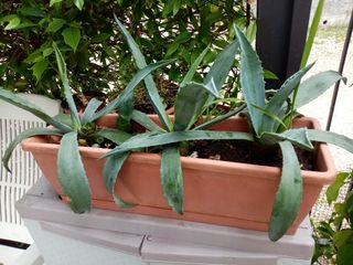piante grasse