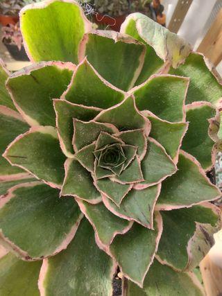 Aeonium rose variegata piante grasse e succulente 