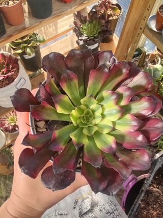 Aeonium miky