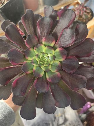 Aeonium sky dancer piante grasse e succulente 