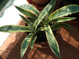 agave americana 