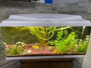 Acquario 100 litri