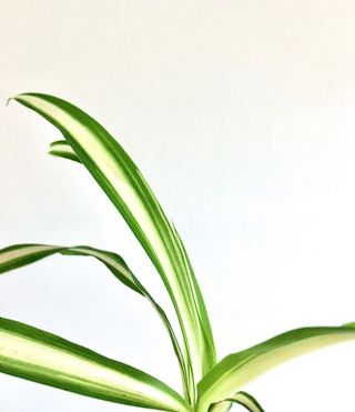 Chlorophytum Comosum pianta purifica l'aria 