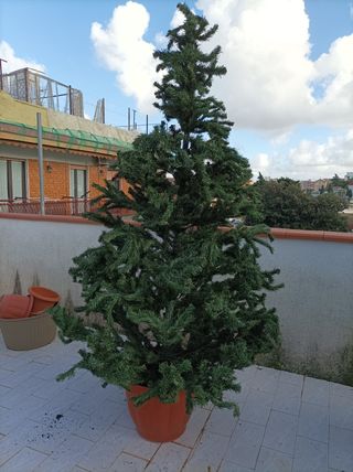 Albero di Natale