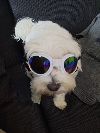 Occhiali per cane