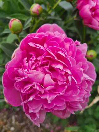 Peonia colore rosa