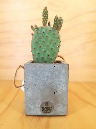 Pianta grassa in vaso di cemento