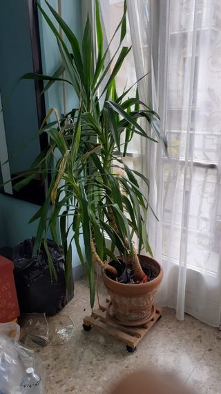 tronchetto della felicità 